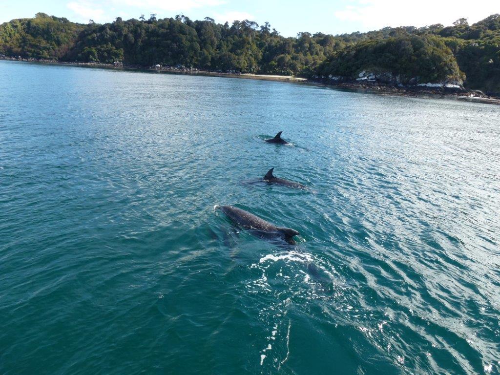 Welcome to Bluff Fishing Charters - Full day and overnight fishing trips.